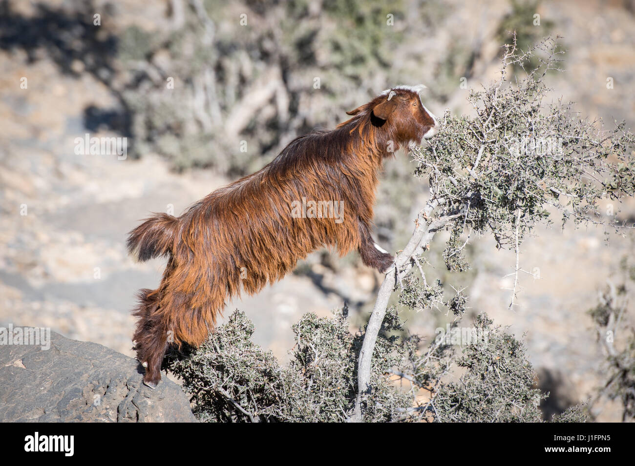 Oman goat hi-res stock photography and images - Alamy