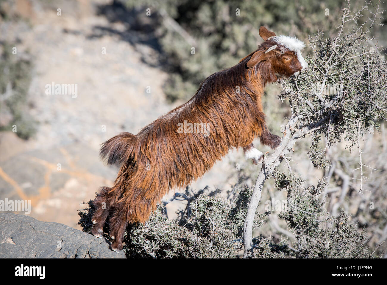 Oman goat hi-res stock photography and images - Alamy