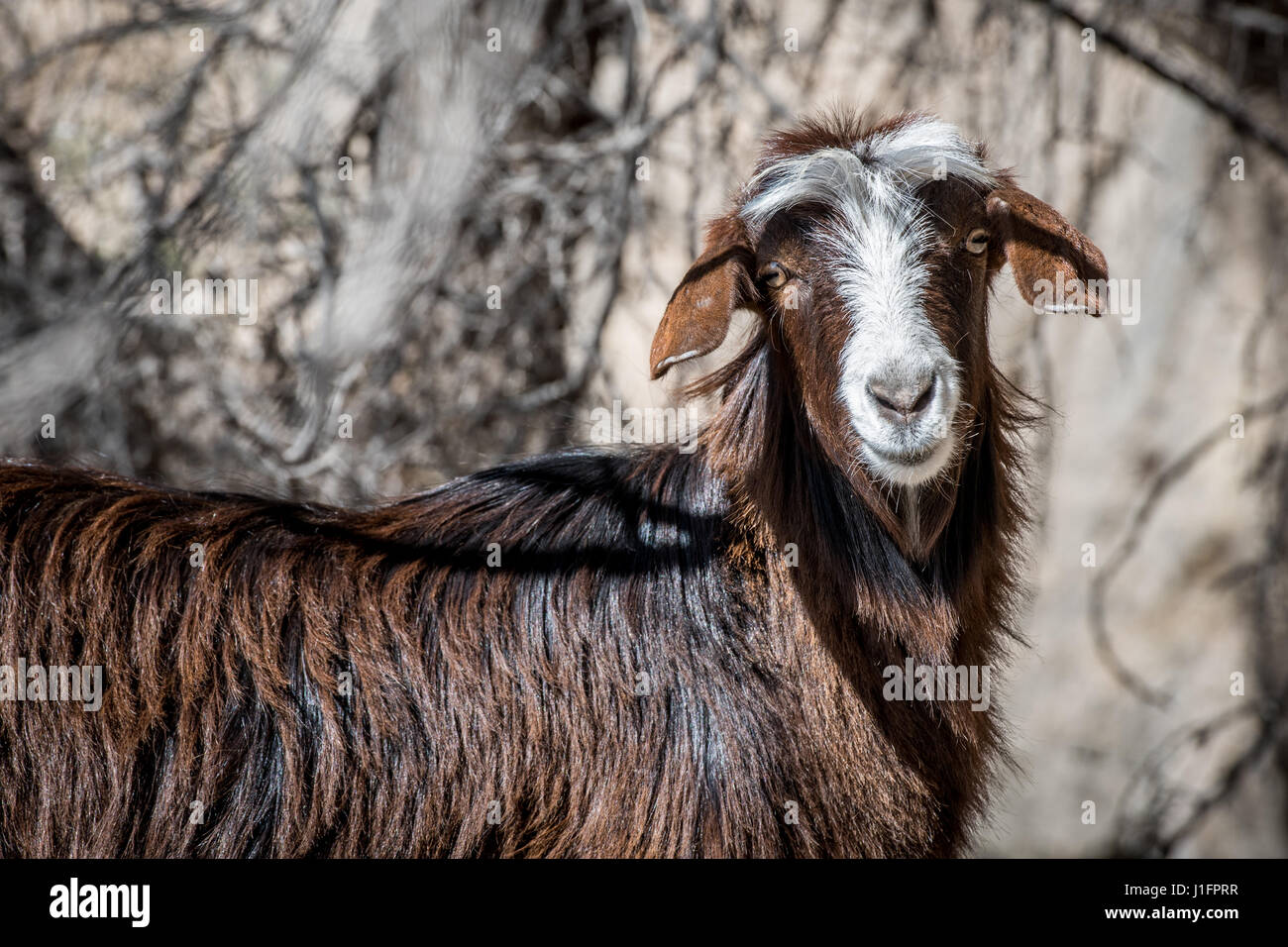 Oman goat hi-res stock photography and images - Alamy