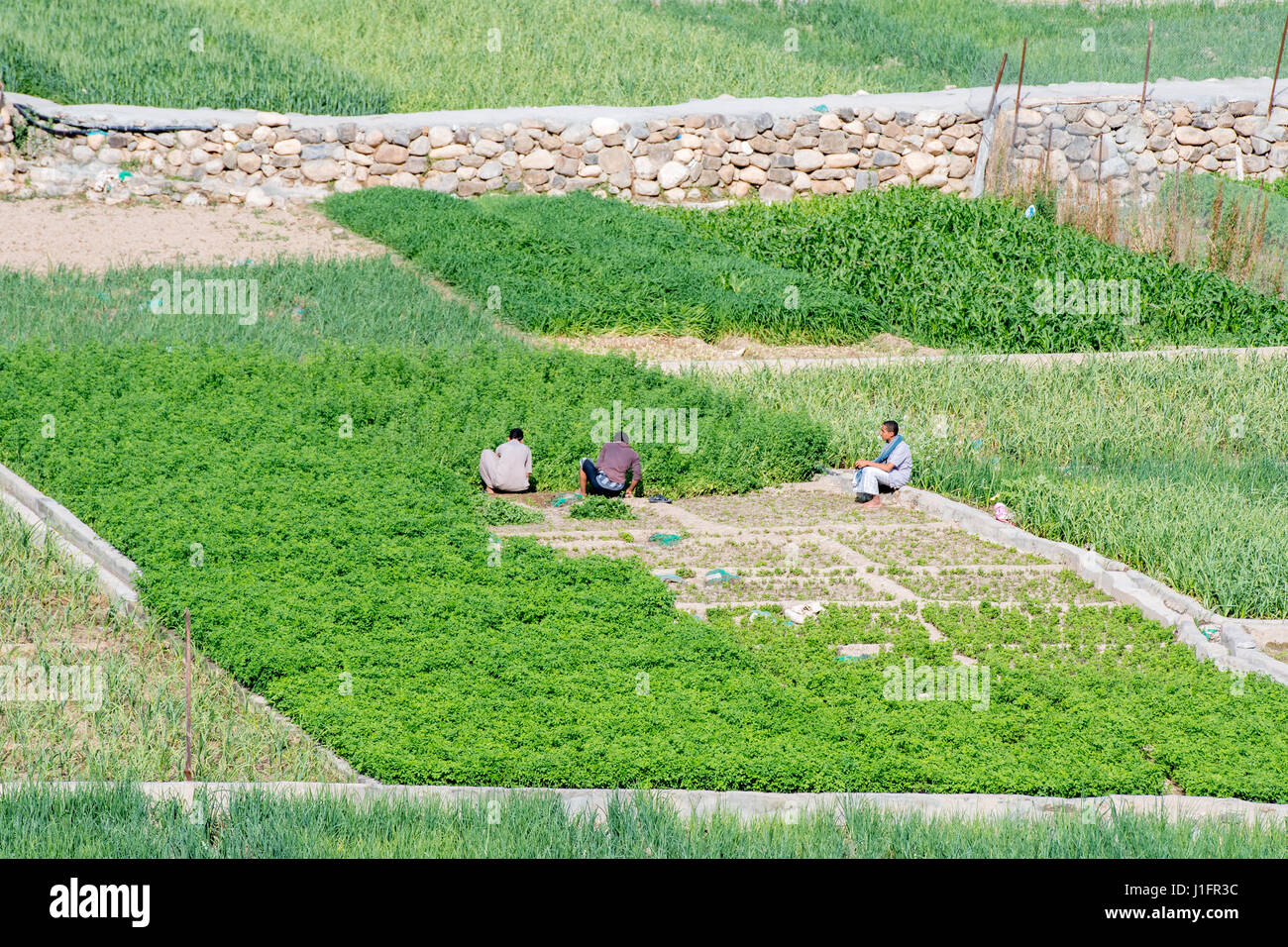 Wadi ghul oasis hi-res stock photography and images - Alamy