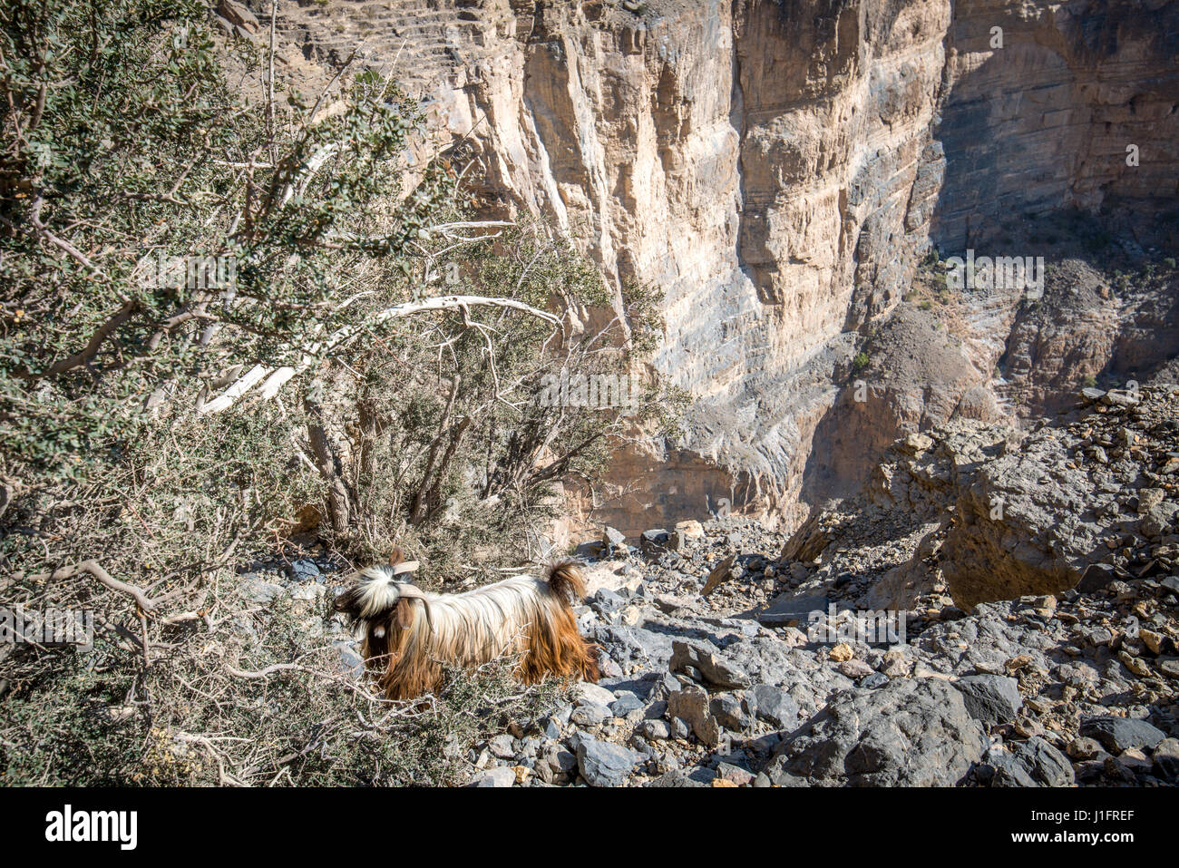 Oman goats hi-res stock photography and images - Alamy