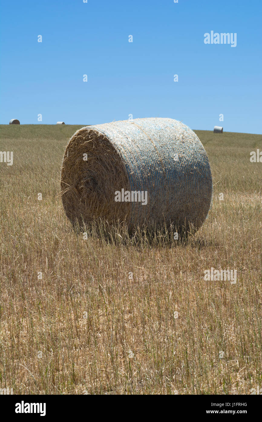 Single large round hay bale featured against others in the background ...