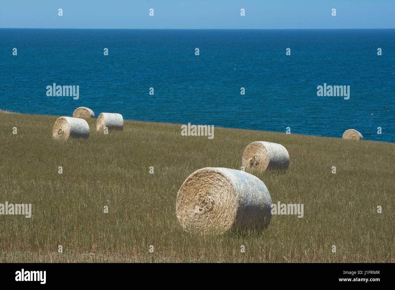 Field of large round hay bales in a field situated at Kings Beach with ...