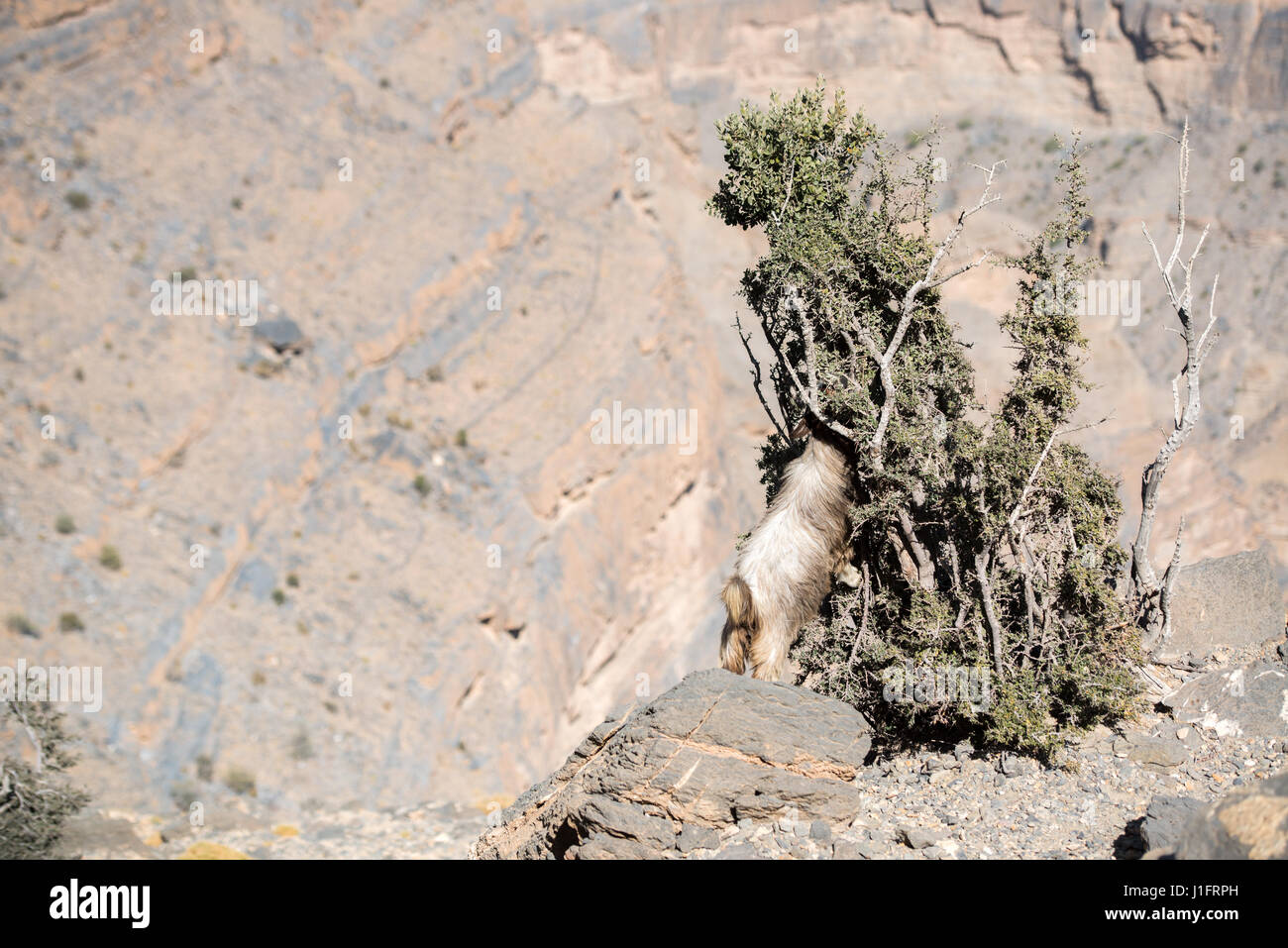 Oman goat along rocky hi-res stock photography and images - Alamy