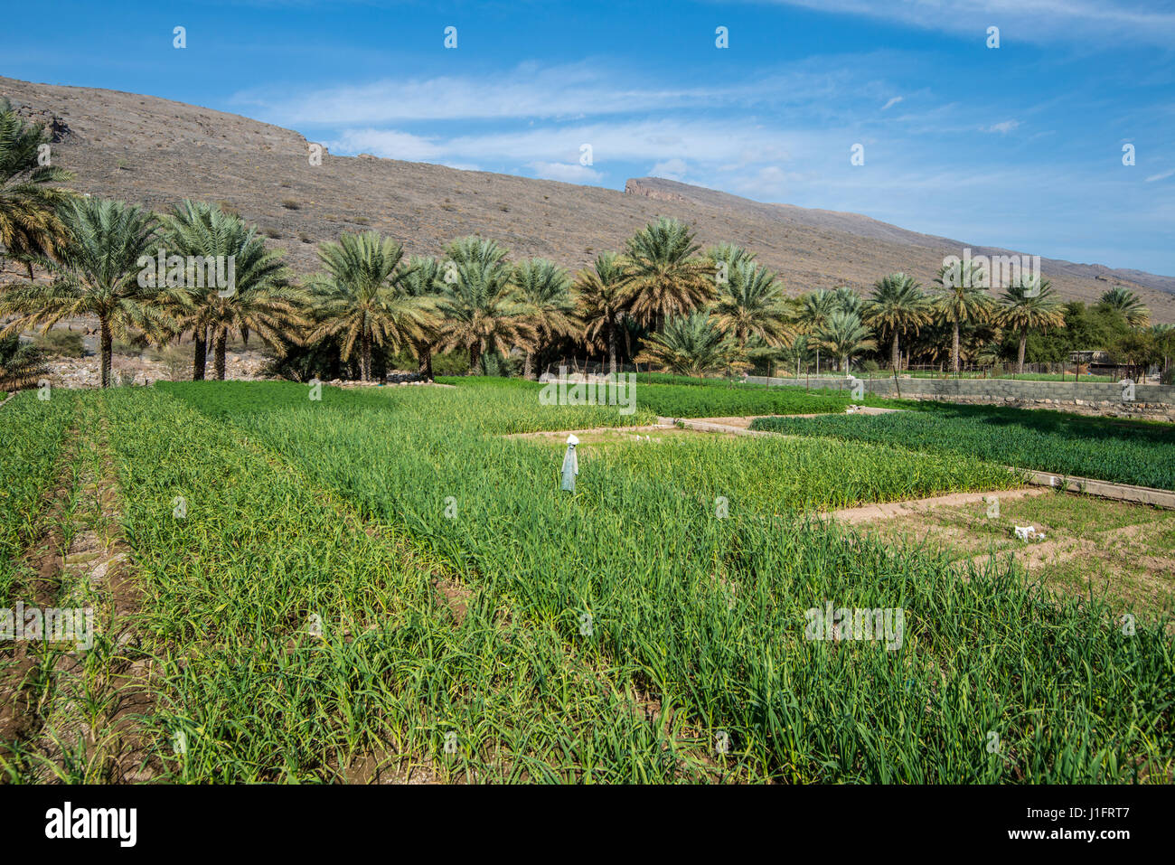 Oman date palm trees hi-res stock photography and images - Alamy