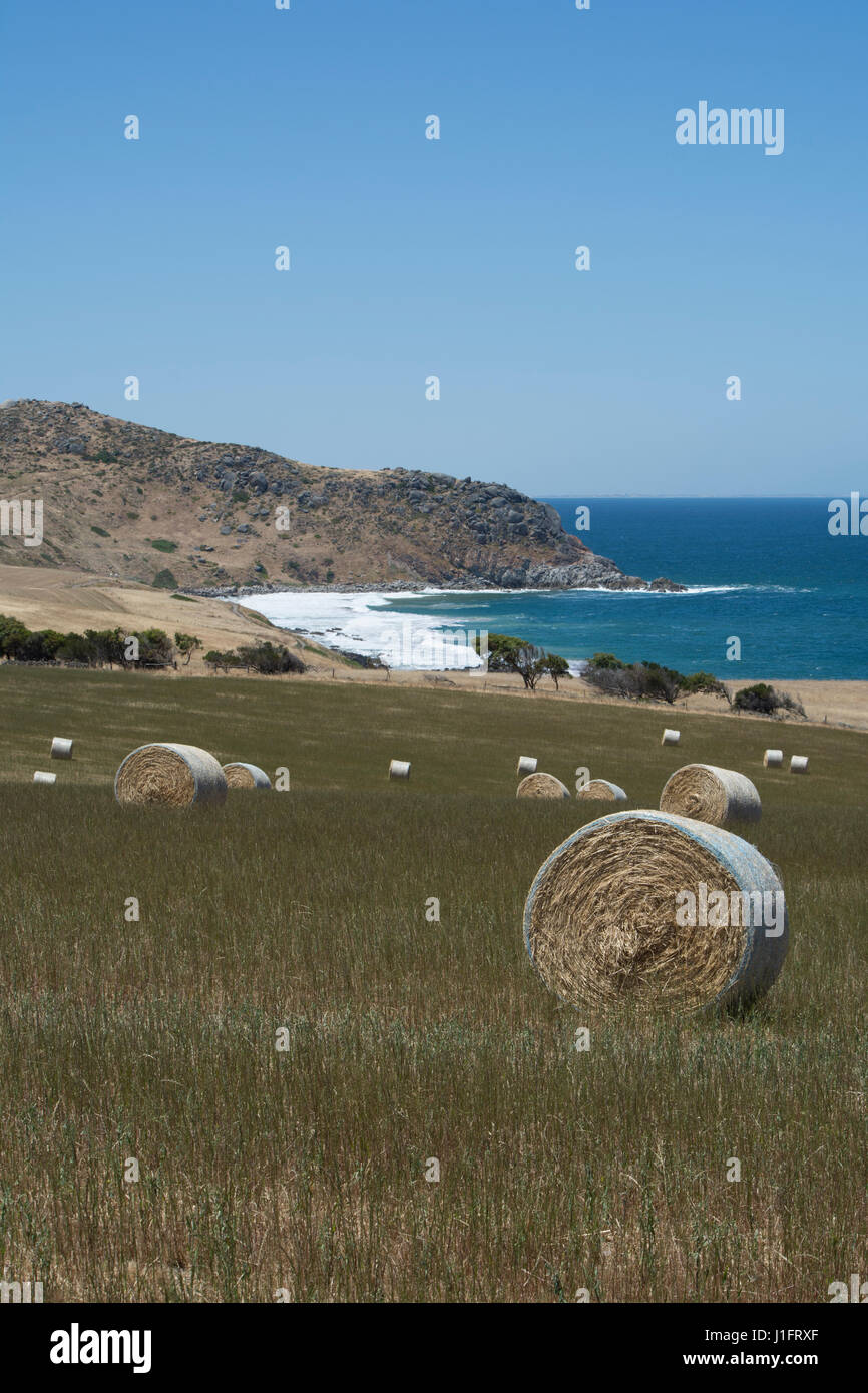 Field of large round hay bales in a field situated at Kings Beach ...