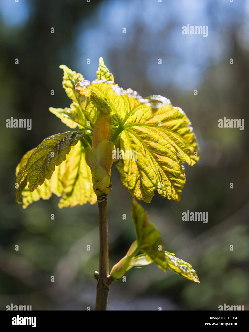 Sycamore tree leaves close up hi-res stock photography and images - Alamy