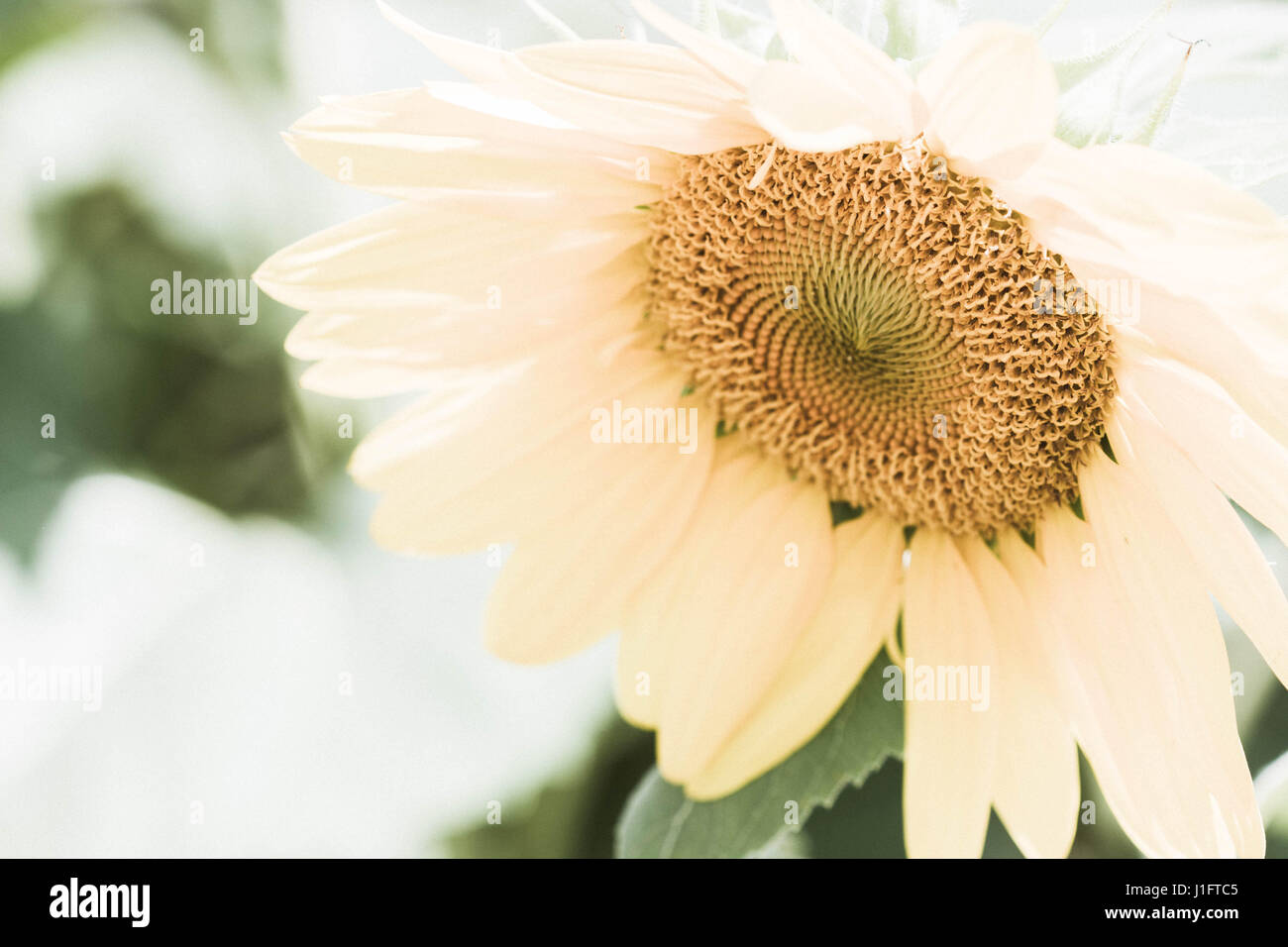 Sunflower head Closeup Stock Photo - Alamy