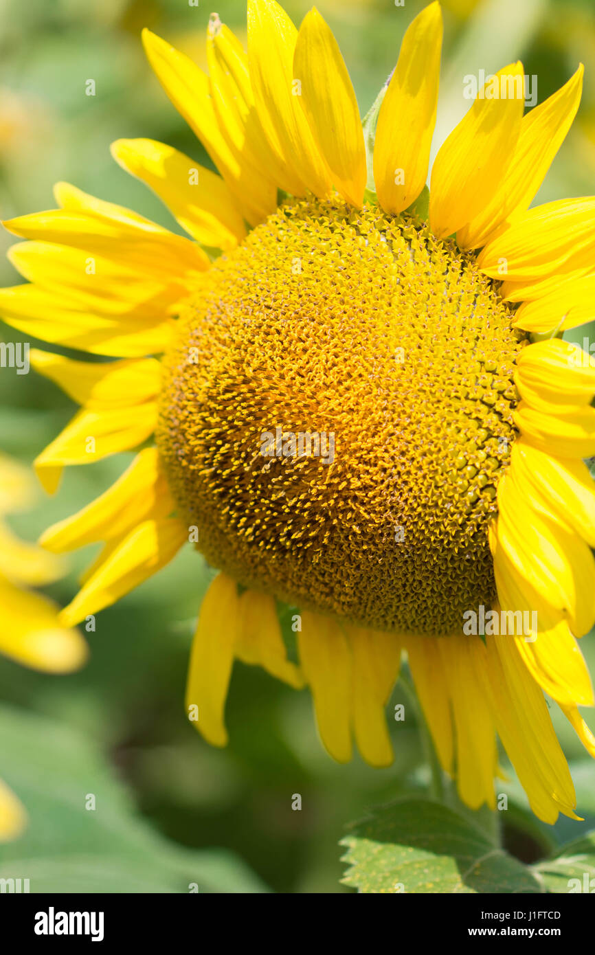 Happy flower heads hi-res stock photography and images - Alamy