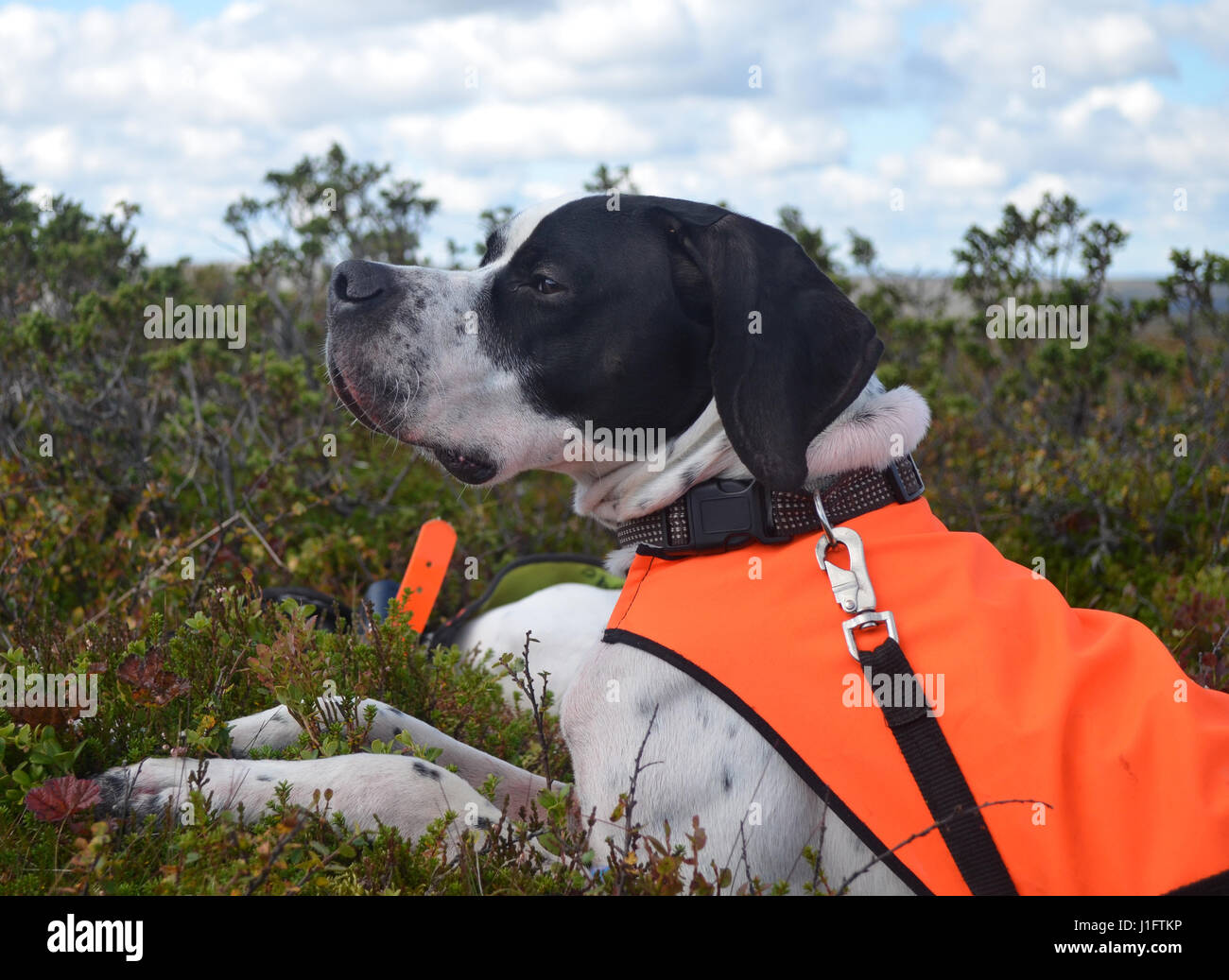 English pointer hi-res stock photography and images - Alamy
