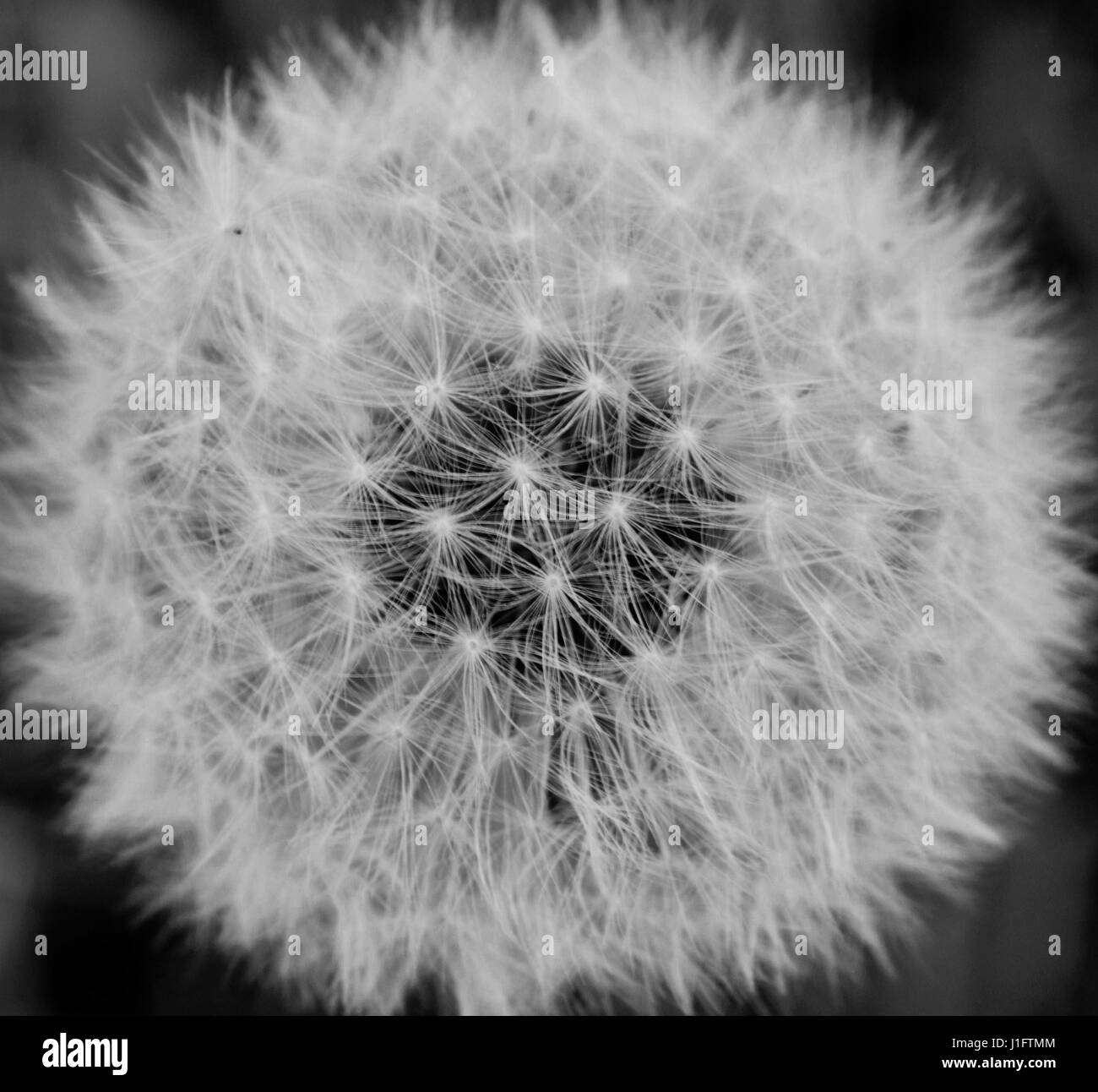 Weak flower Black and White Stock Photos & Images - Alamy