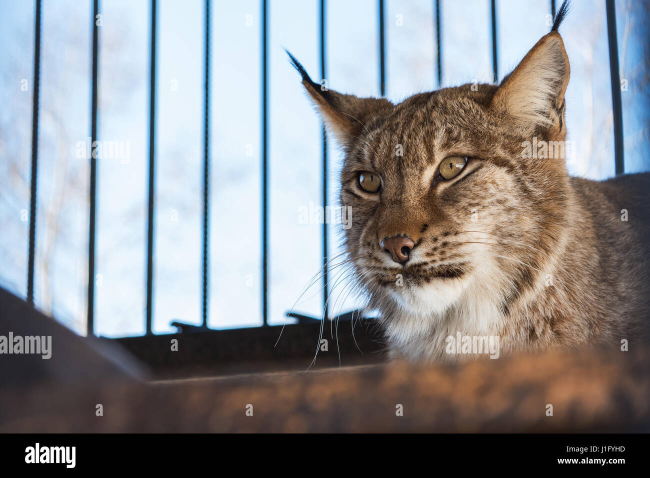 Portrait of the lynx Stock Photo - Alamy