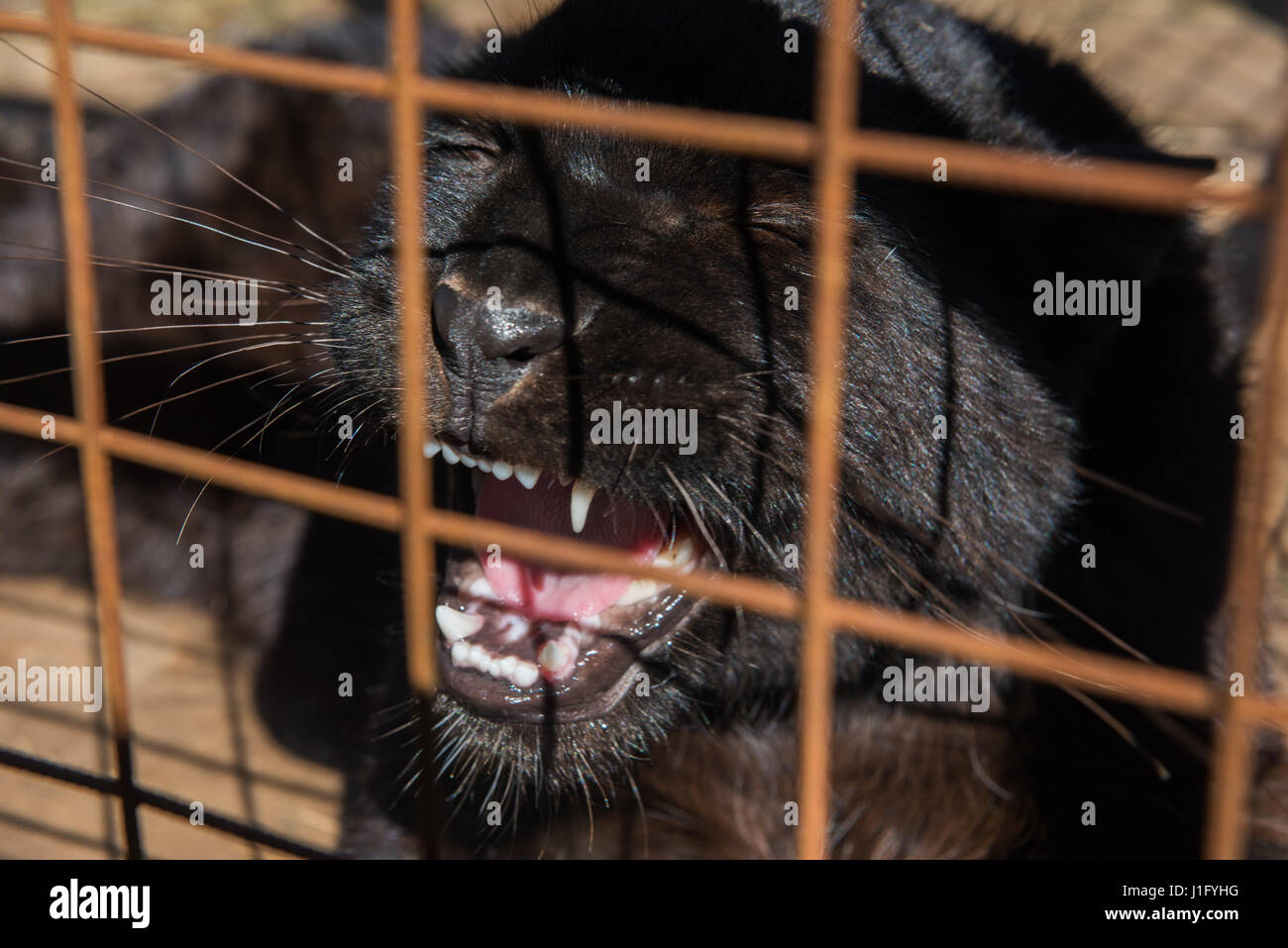 Portrait of the black puma Stock Photo - Alamy
