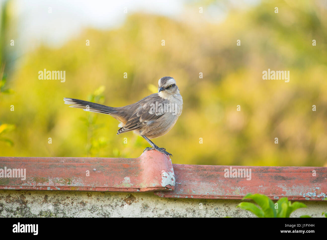 Mockingbird hunting hi-res stock photography and images - Alamy