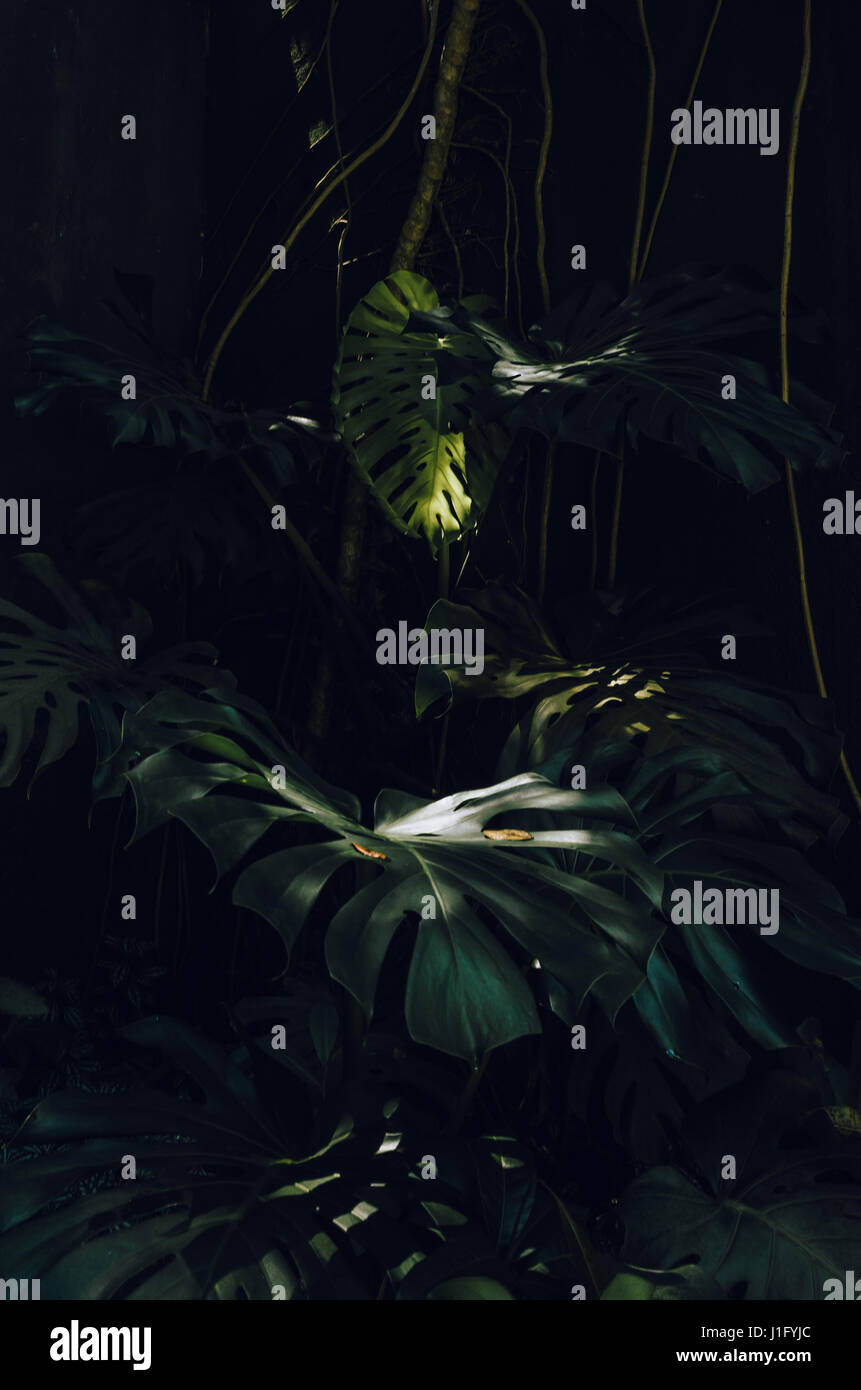 Trees in the shadow of the tropical rainforest in Rio de Janeiro ...