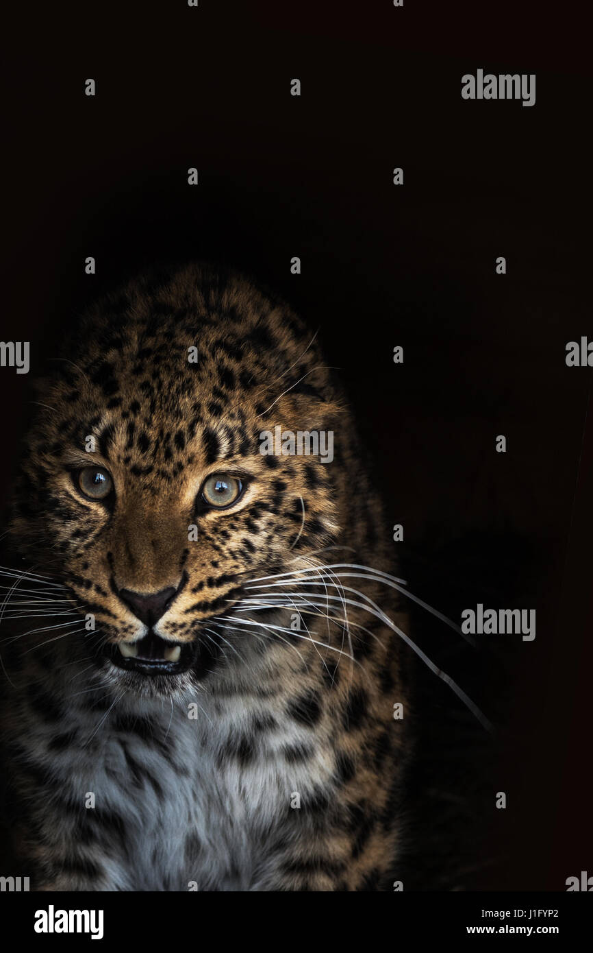 Portrait of the leopard Stock Photo - Alamy