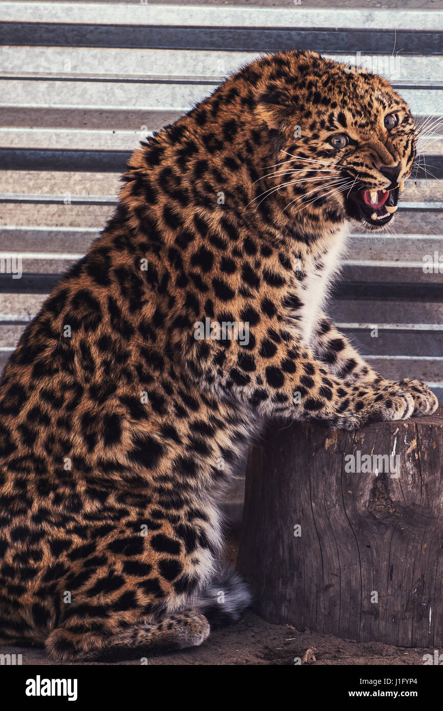 Female amur leopard lying hi-res stock photography and images - Alamy