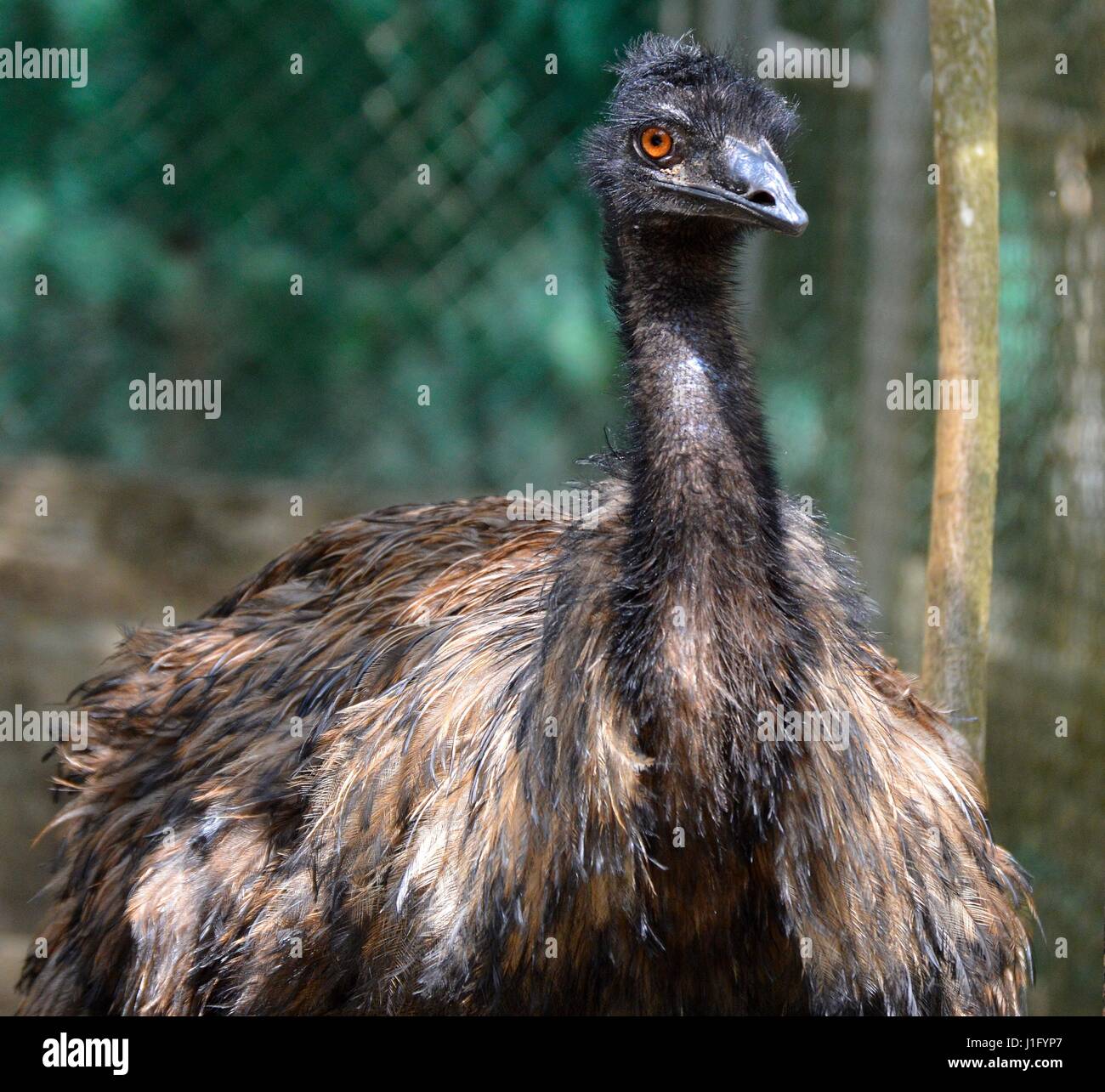 Emu eyes hi-res stock photography and images - Alamy
