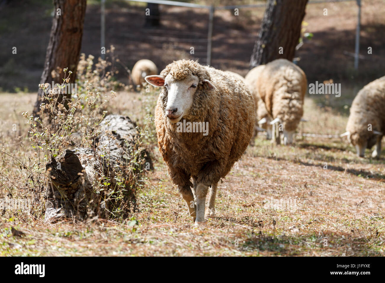 Sheep in nature hi-res stock photography and images - Alamy