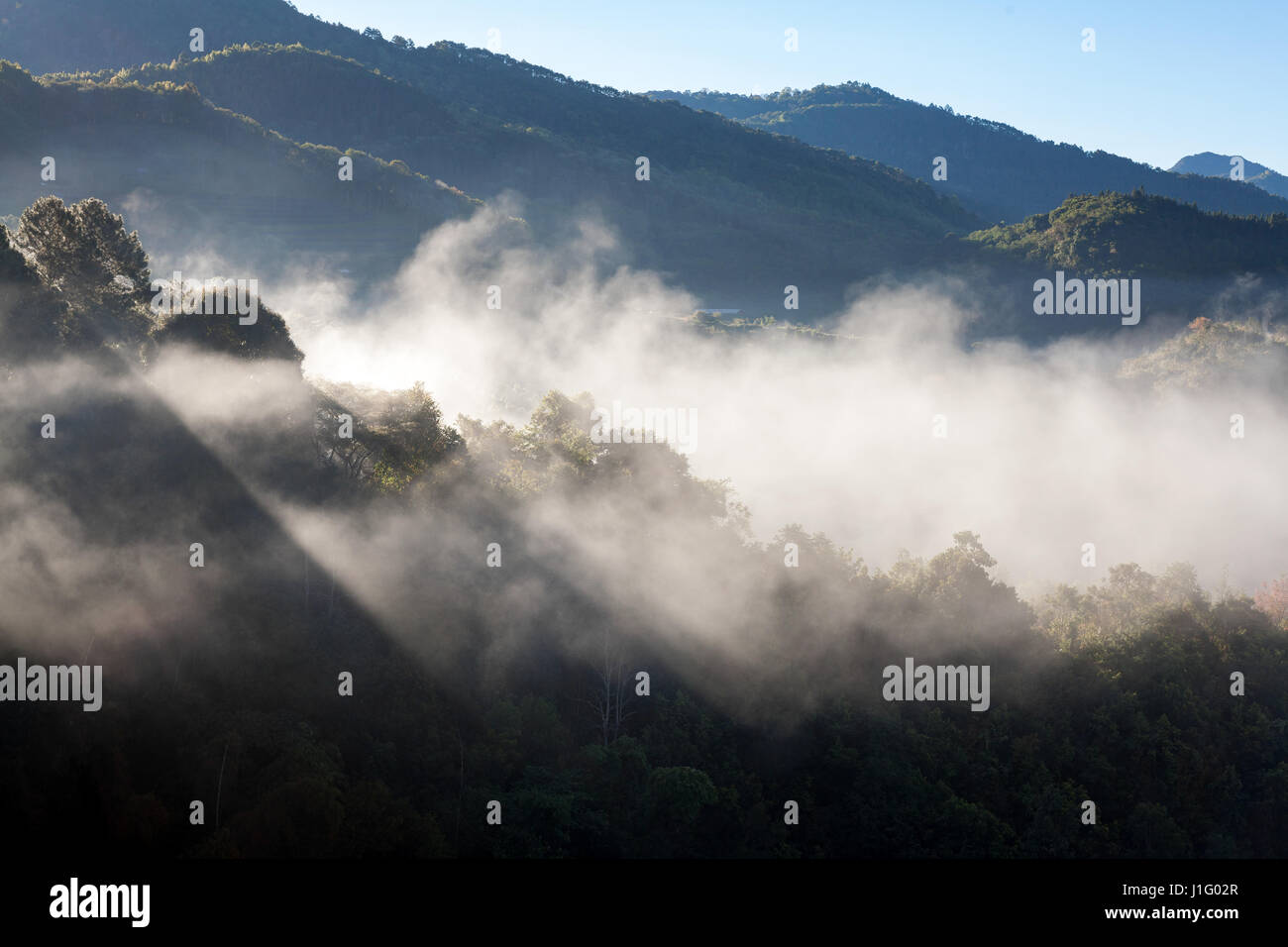 Misty morning Tea plantation in the Doi Ang Khang, Chiang Mai, Thailand ... Misty morning Tea plantation in the Doi Ang Khang, Chiang Mai, Thailand ...