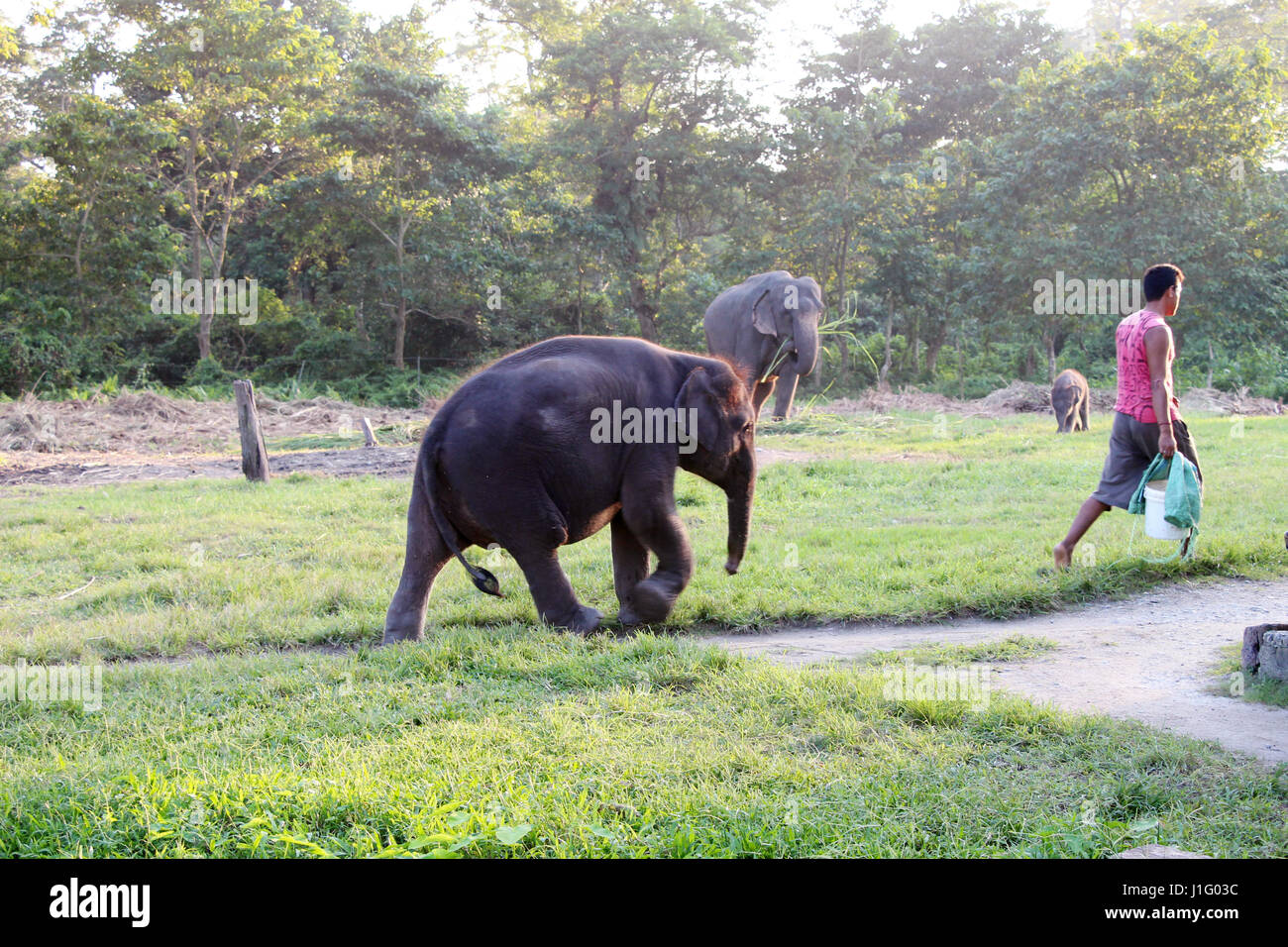Men are working in a elephant stable Stock Photo - Alamy