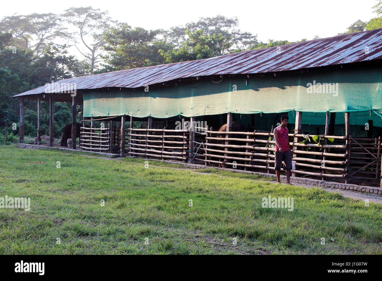 Men are working in a elephant stable Stock Photo - Alamy