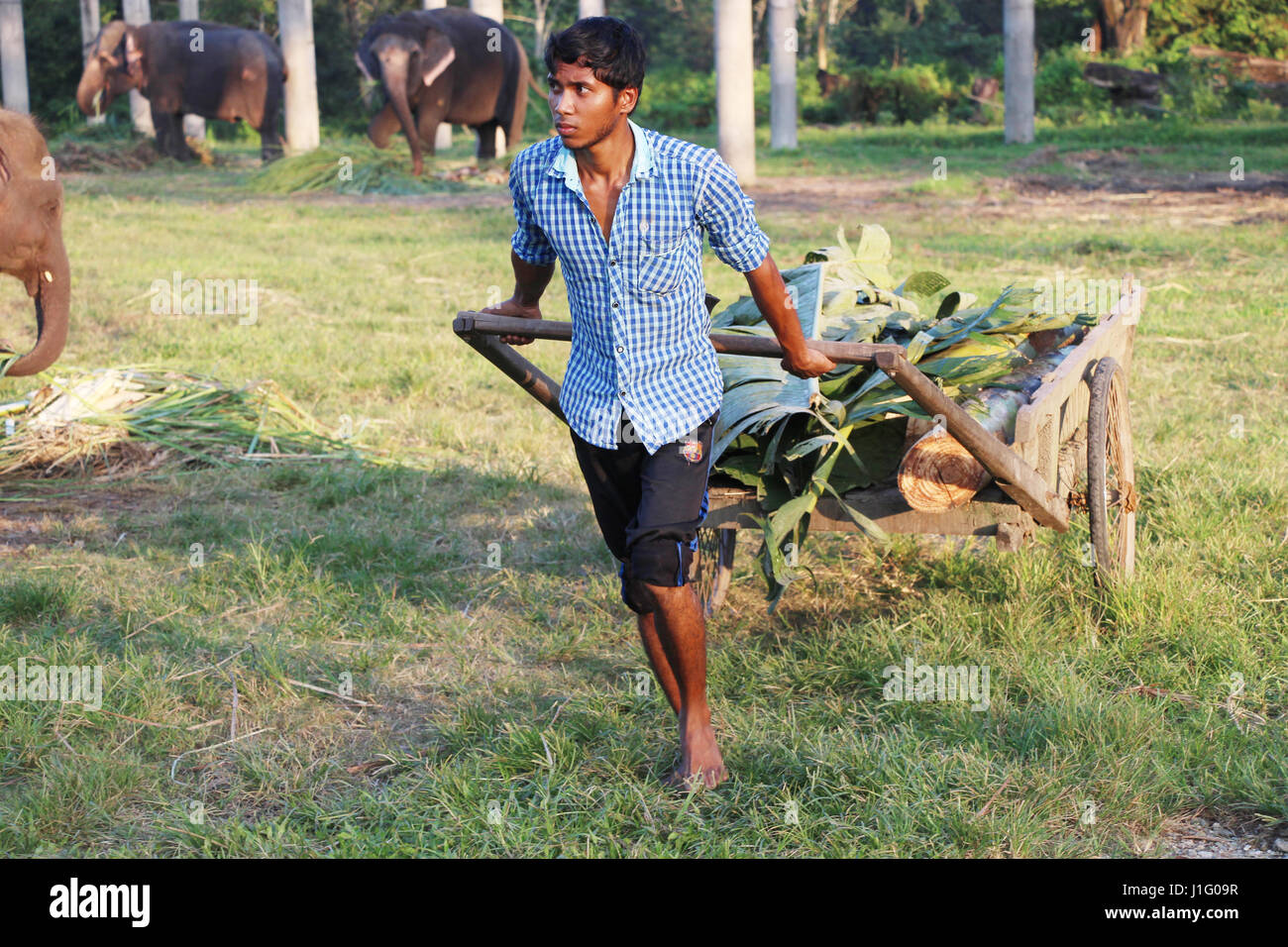 Men are working in a elephant stable Stock Photo - Alamy