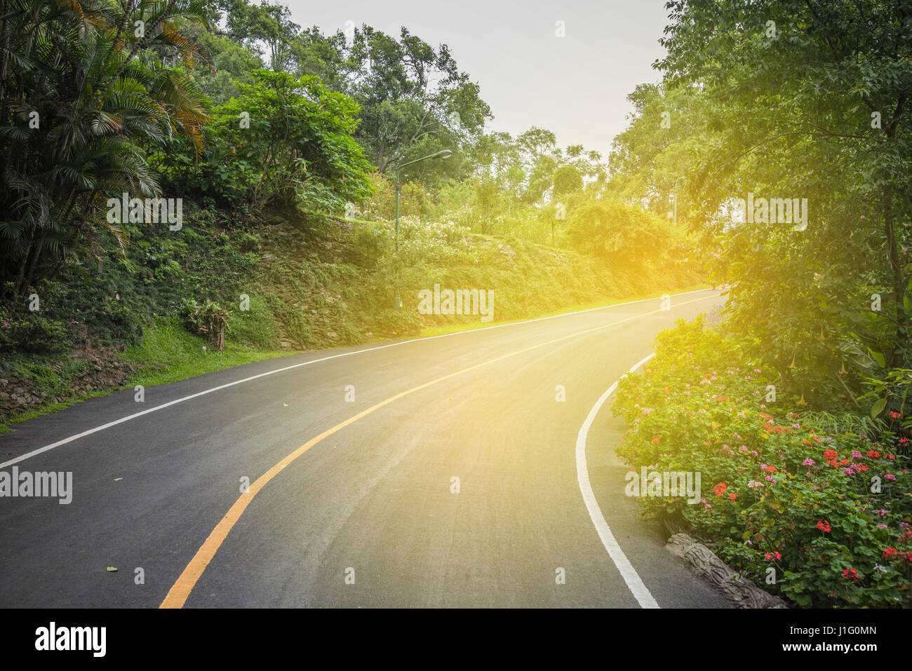 Forest road. Landscape Stock Photo - Alamy