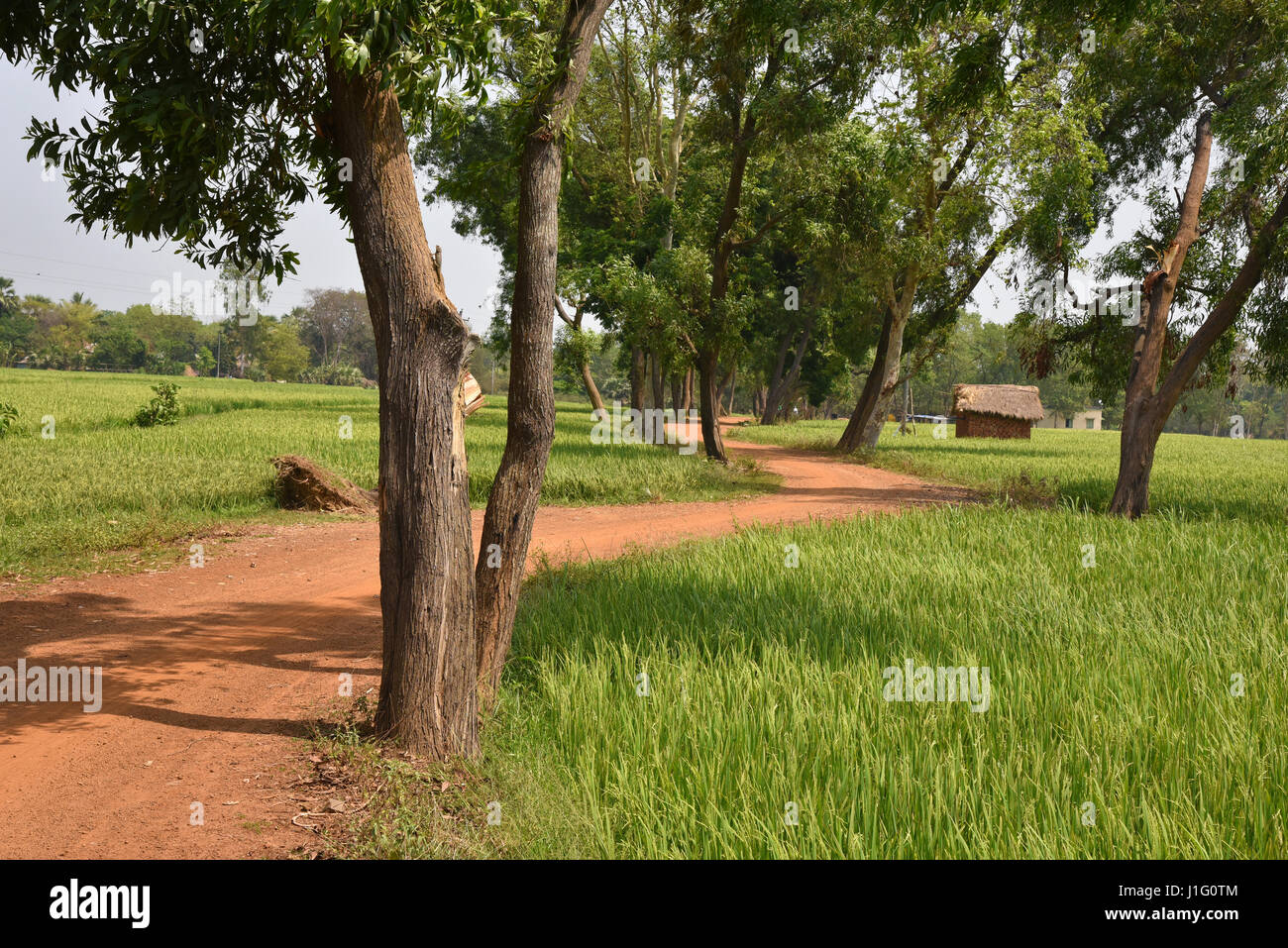 Muddy paddy hi-res stock photography and images - Alamy