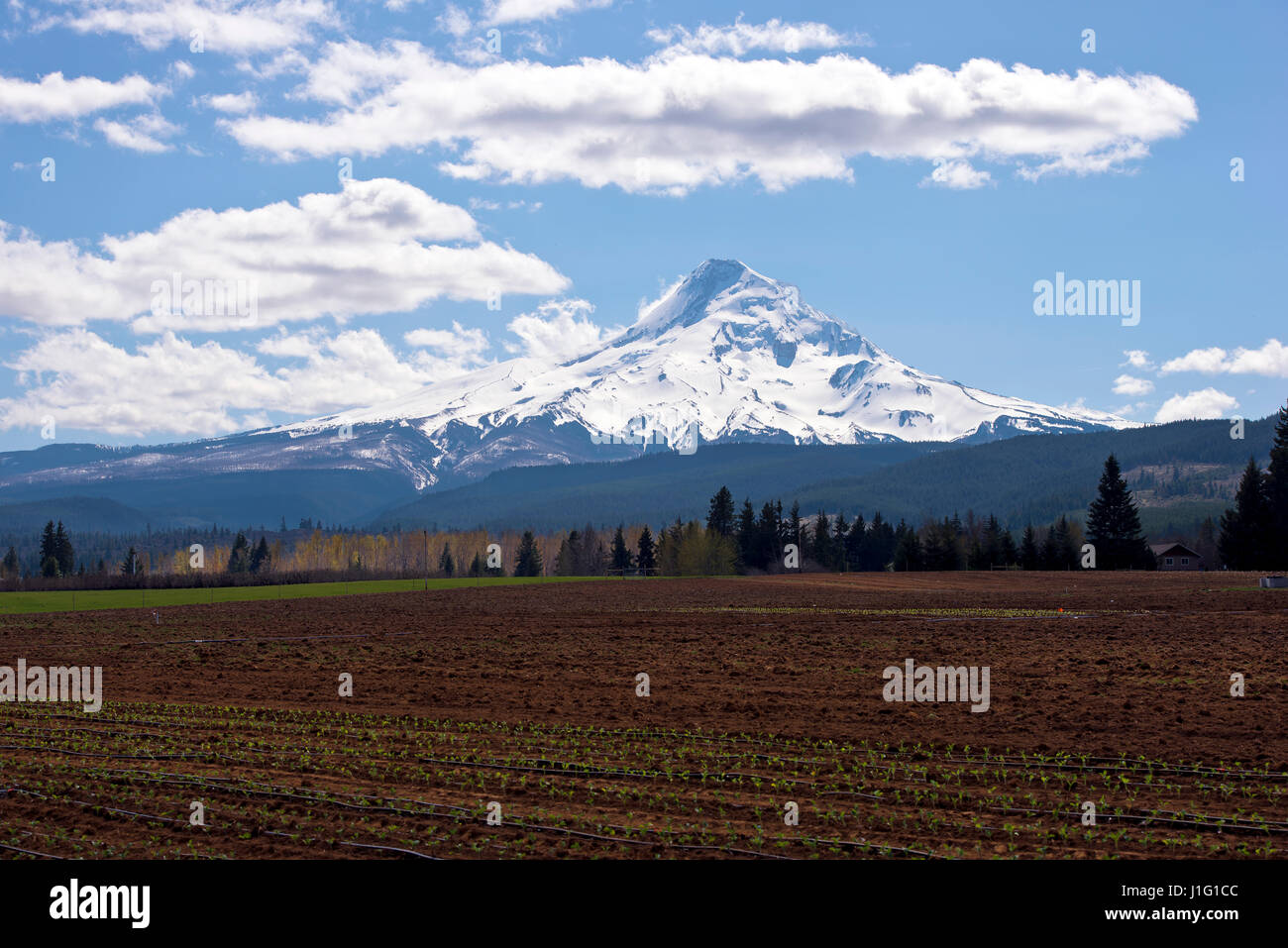 Field with irrigation system and emerged spring shoots on a background ...