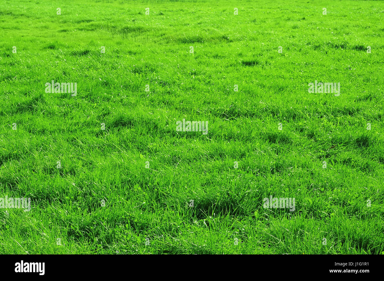 Bright green grass Stock Photo - Alamy