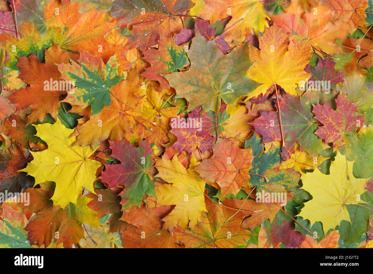 Autumn color leaf background Stock Photo - Alamy
