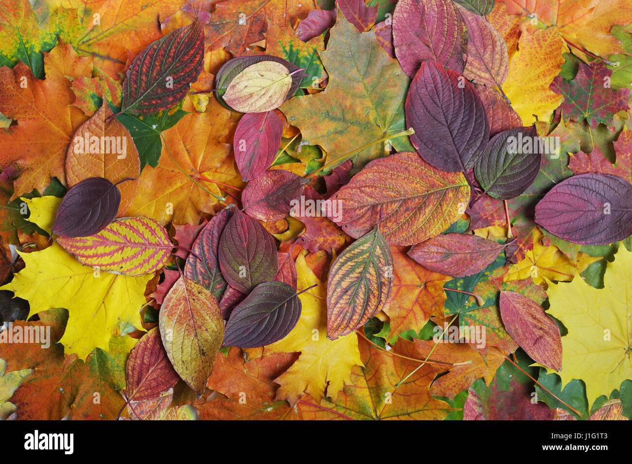 Autumn color leaf background Stock Photo - Alamy