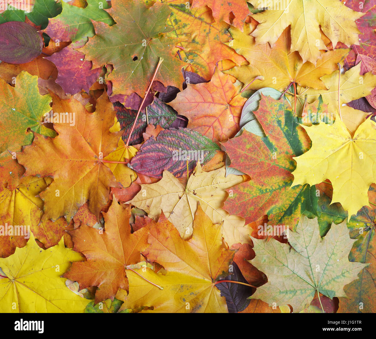 Autumn color leaf background Stock Photo - Alamy