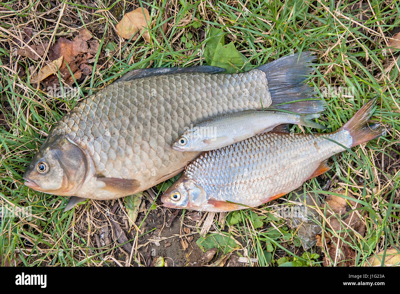 Freshwater fish just taken from the water. Pile of the catching ...