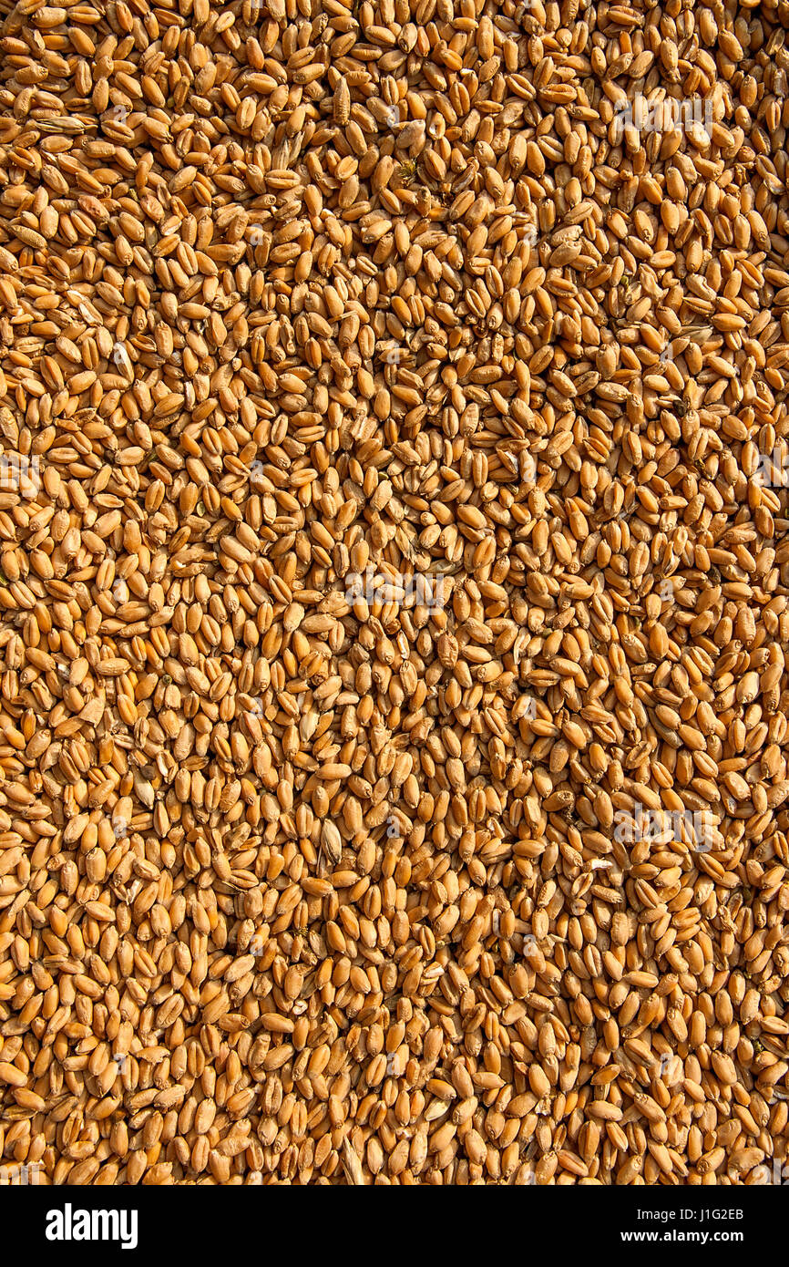 Photographed close up of ripe wheat after harvest as natural background ...