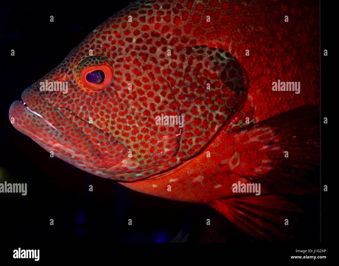 A close-up picture of a tomato grouper (Cephalopholis sonnerati ...