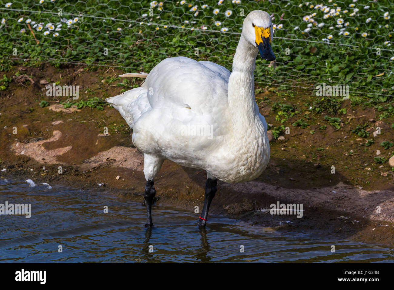 Bewick Swan at Slimbridge Stock Photo - Alamy