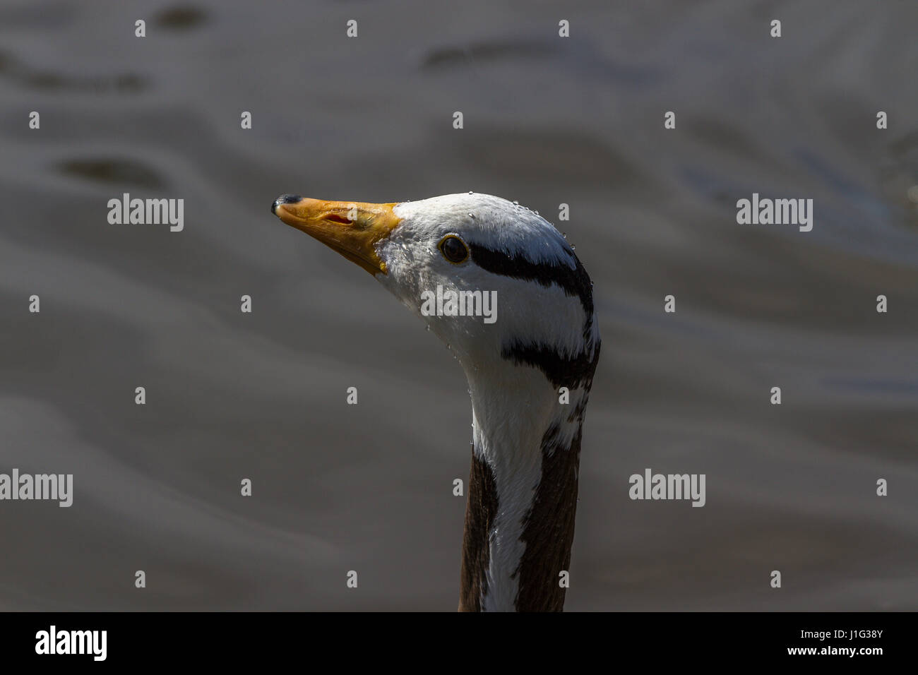 Close-up of Bar Headed Goose at Slimbridge Stock Photo - Alamy