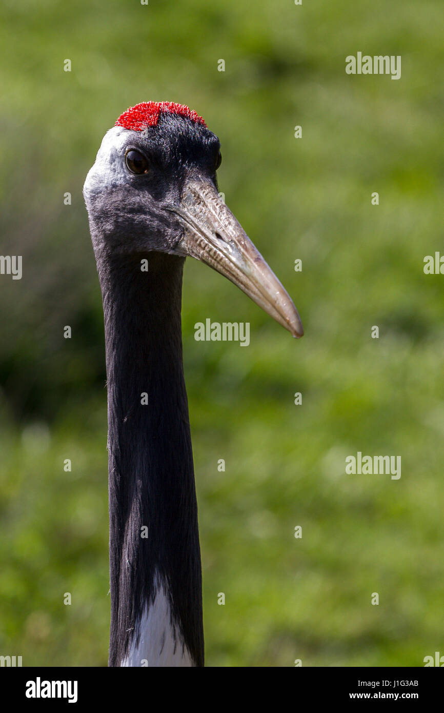 Close-up of Red -crowned Crane at Slimbridge Stock Photo - Alamy