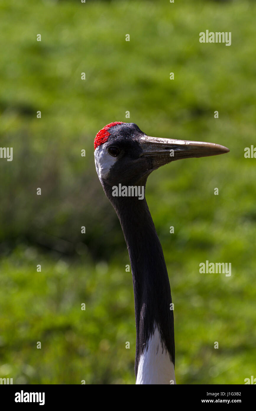 Close-up of Red -crowned Crane at Slimbridge Stock Photo - Alamy