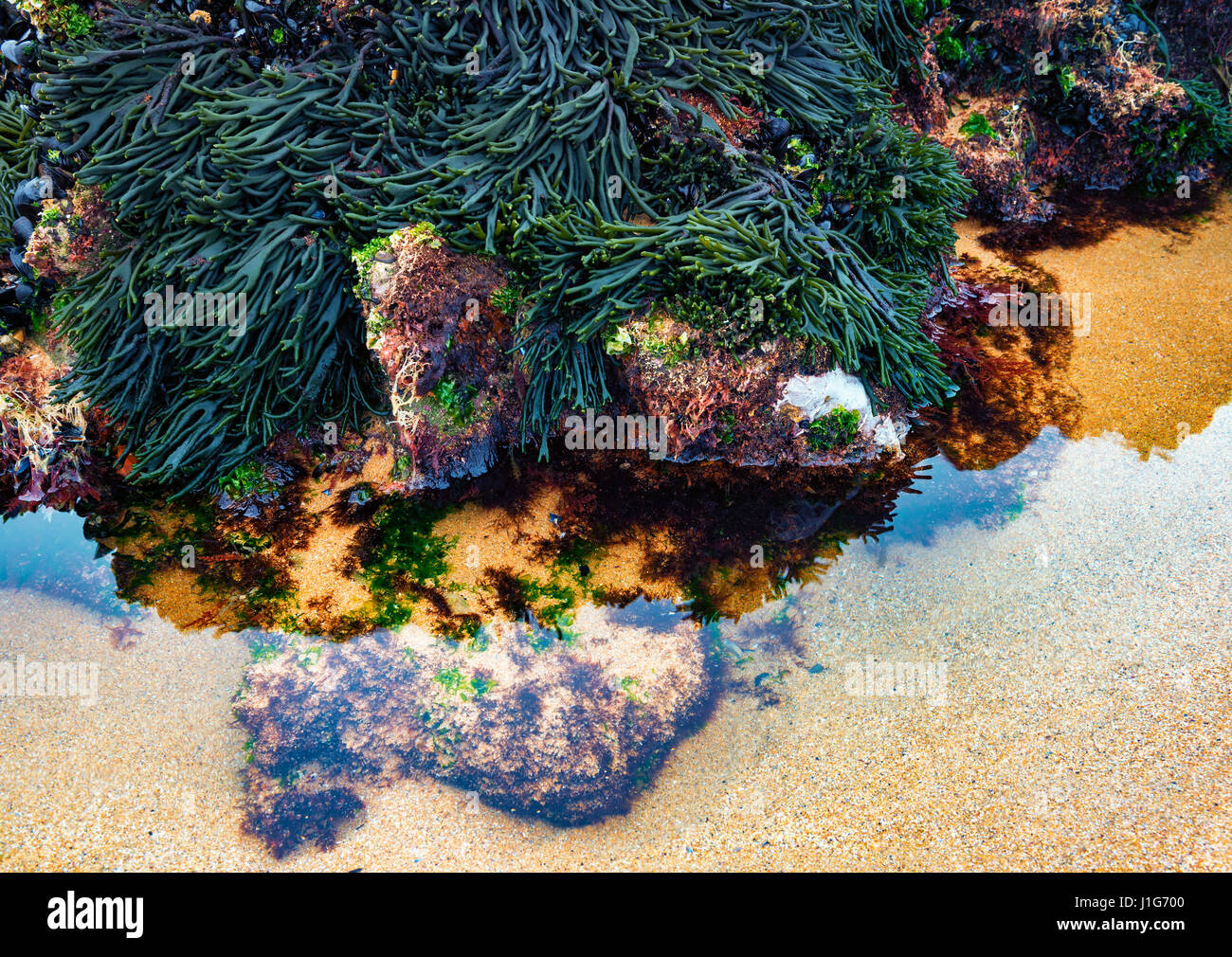 Algae on rocks hi-res stock photography and images - Alamy