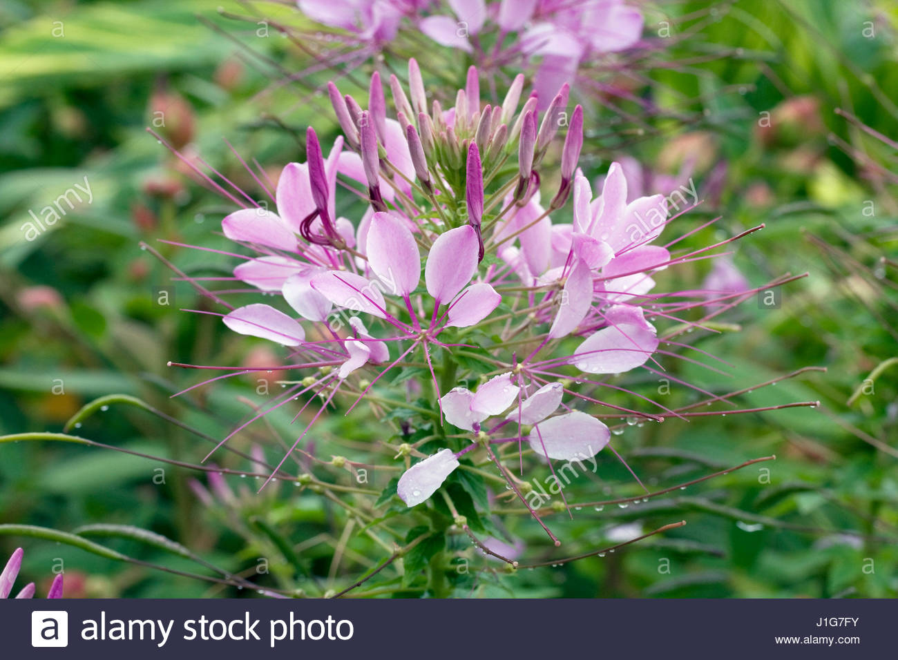 Cleome Sparkler Stock Photos & Cleome Sparkler Stock Images - Alamy