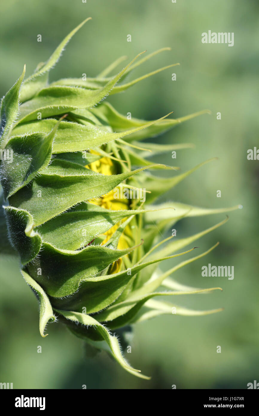 closed green sunflower close up Stock Photo - Alamy