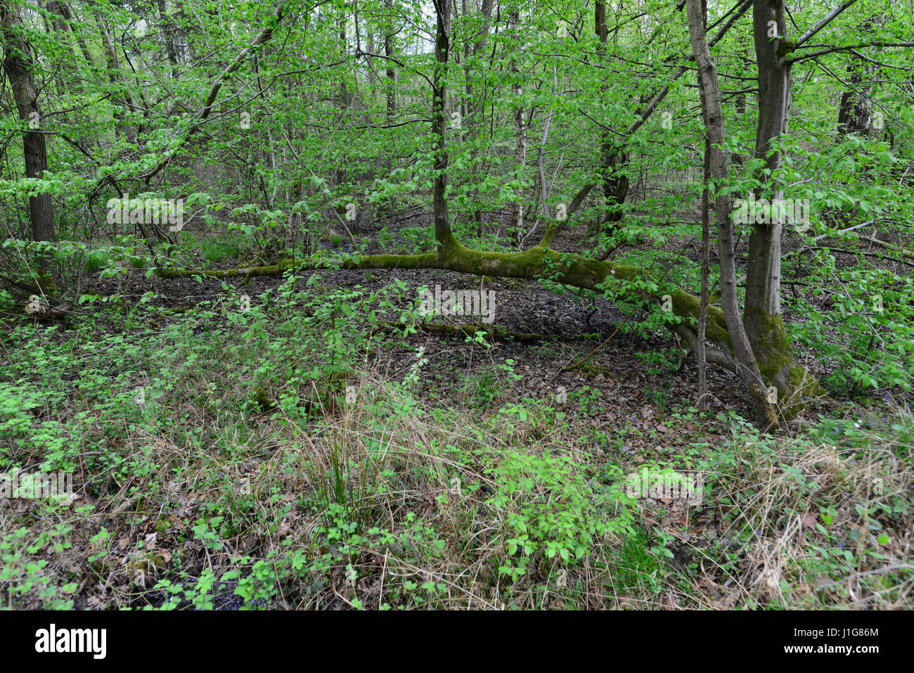 Untouched wildlife hi-res stock photography and images - Alamy