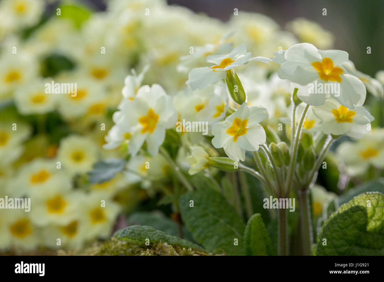 Primula Vulgaris High Resolution Stock Photography and Images - Alamy