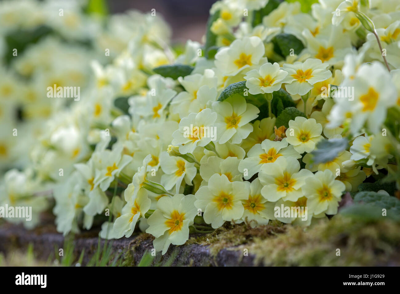 Yellow Primula vulgaris Stock Photo - Alamy