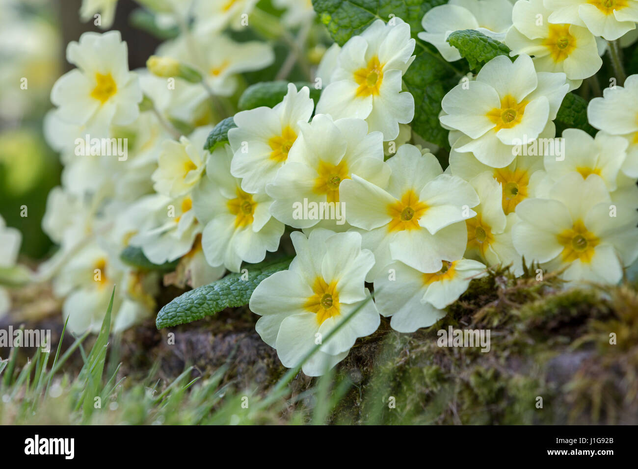 Yellow Primula vulgaris Stock Photo - Alamy