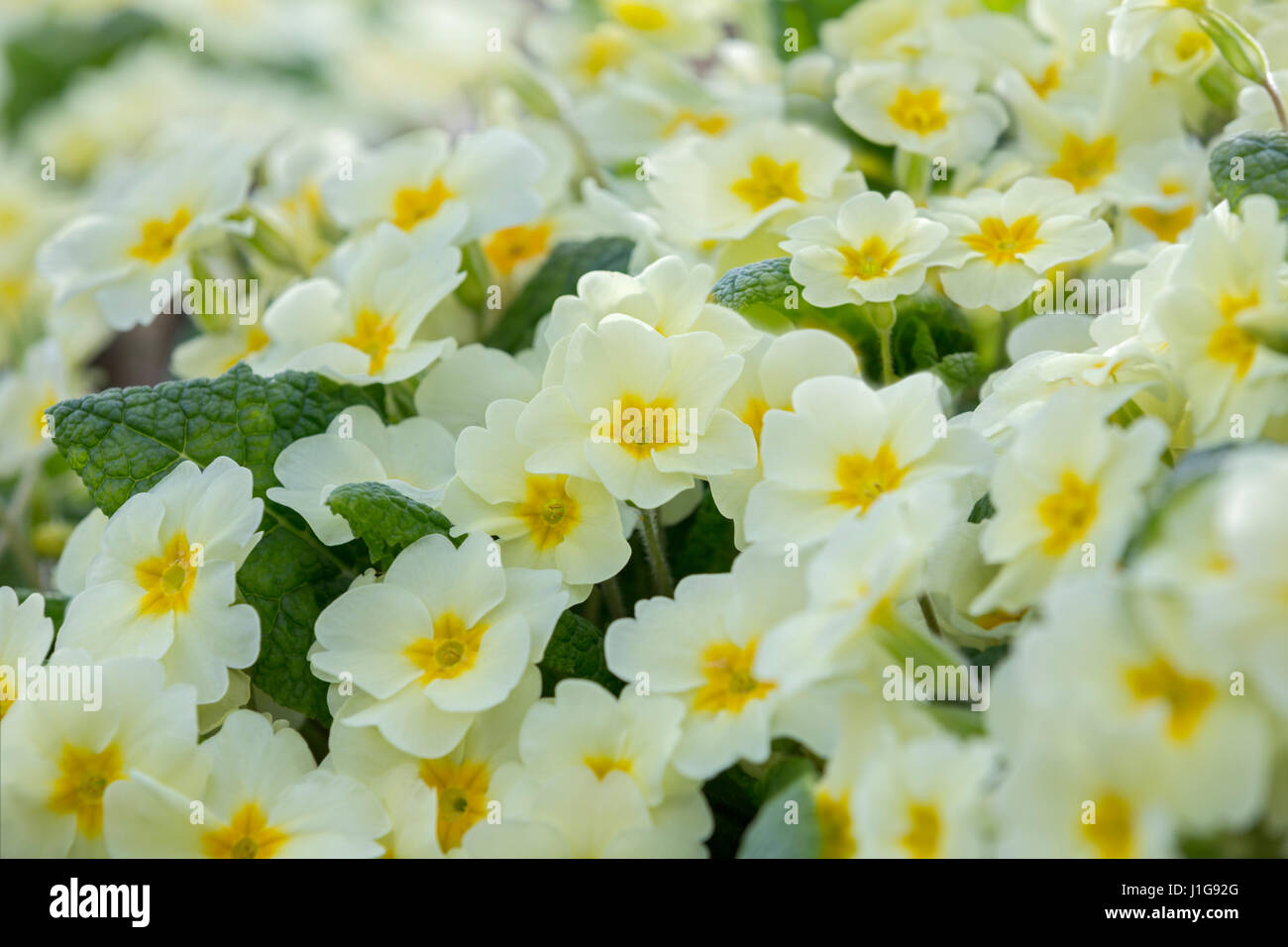 Yellow Primula vulgaris Stock Photo - Alamy