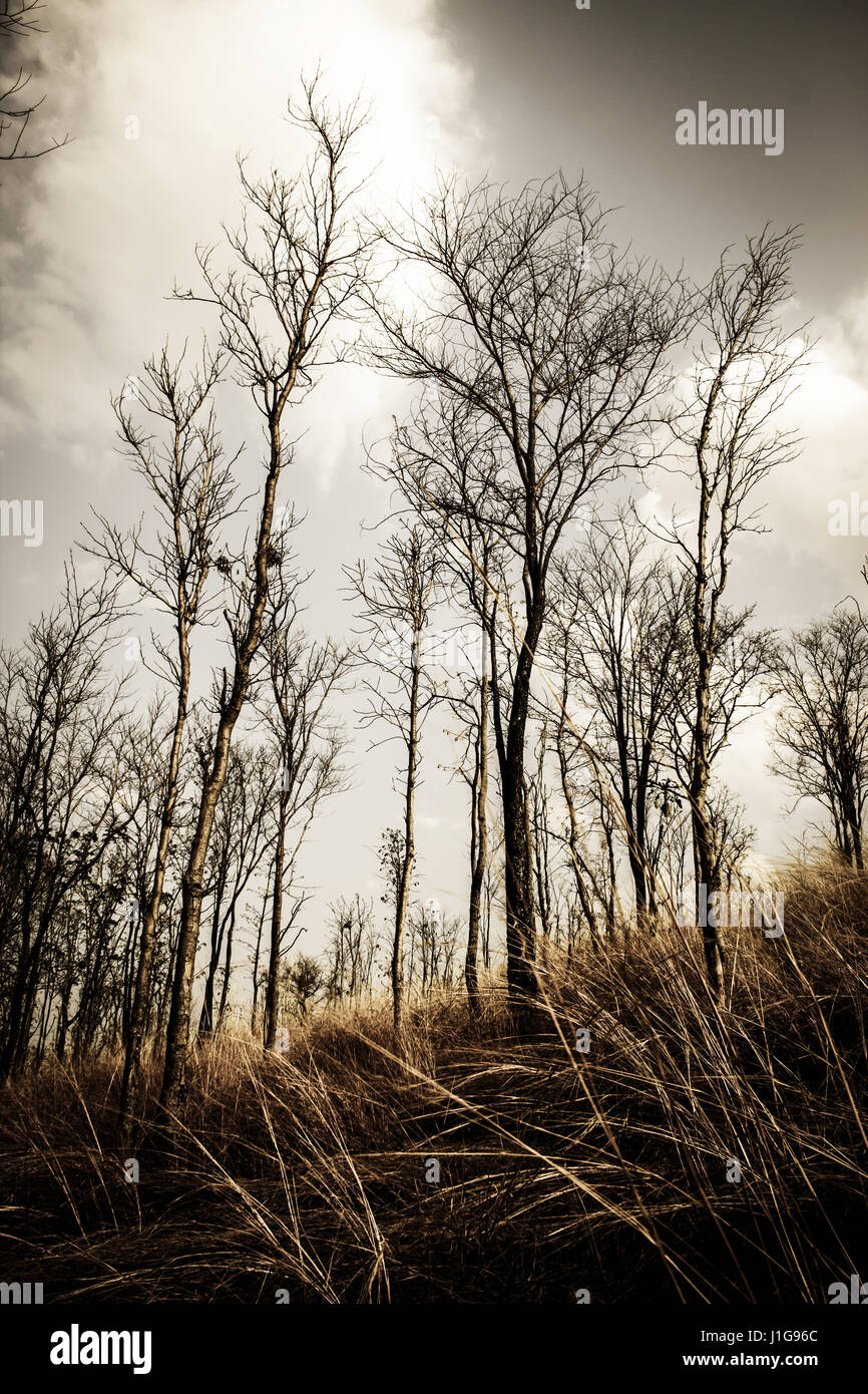 Dead trees background Stock Photo - Alamy